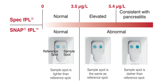 貓咪胰臟炎的最新診斷方式：fPL
